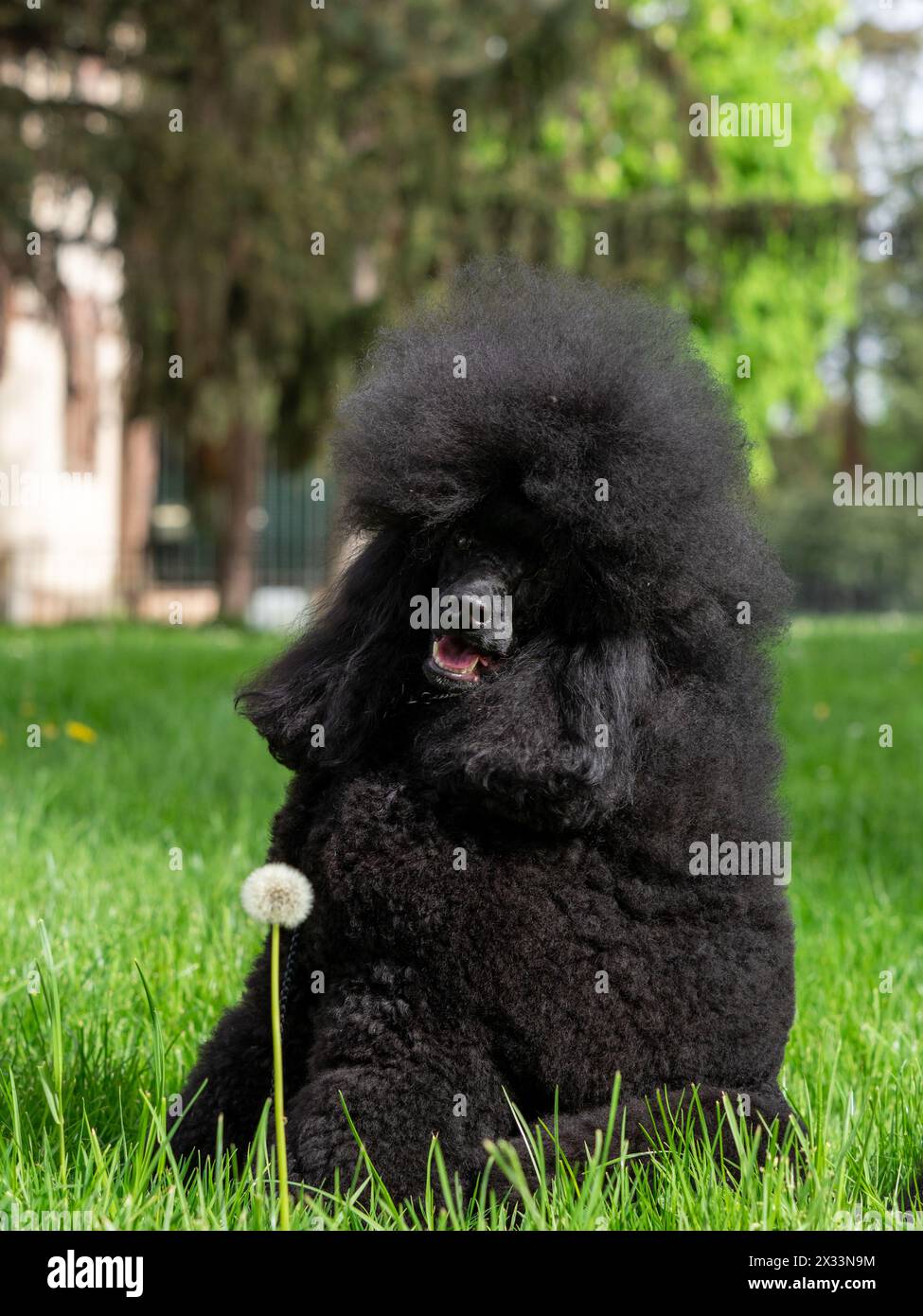 A very beautiful and elegant black poodle. Portrait of a pedigree dog ...