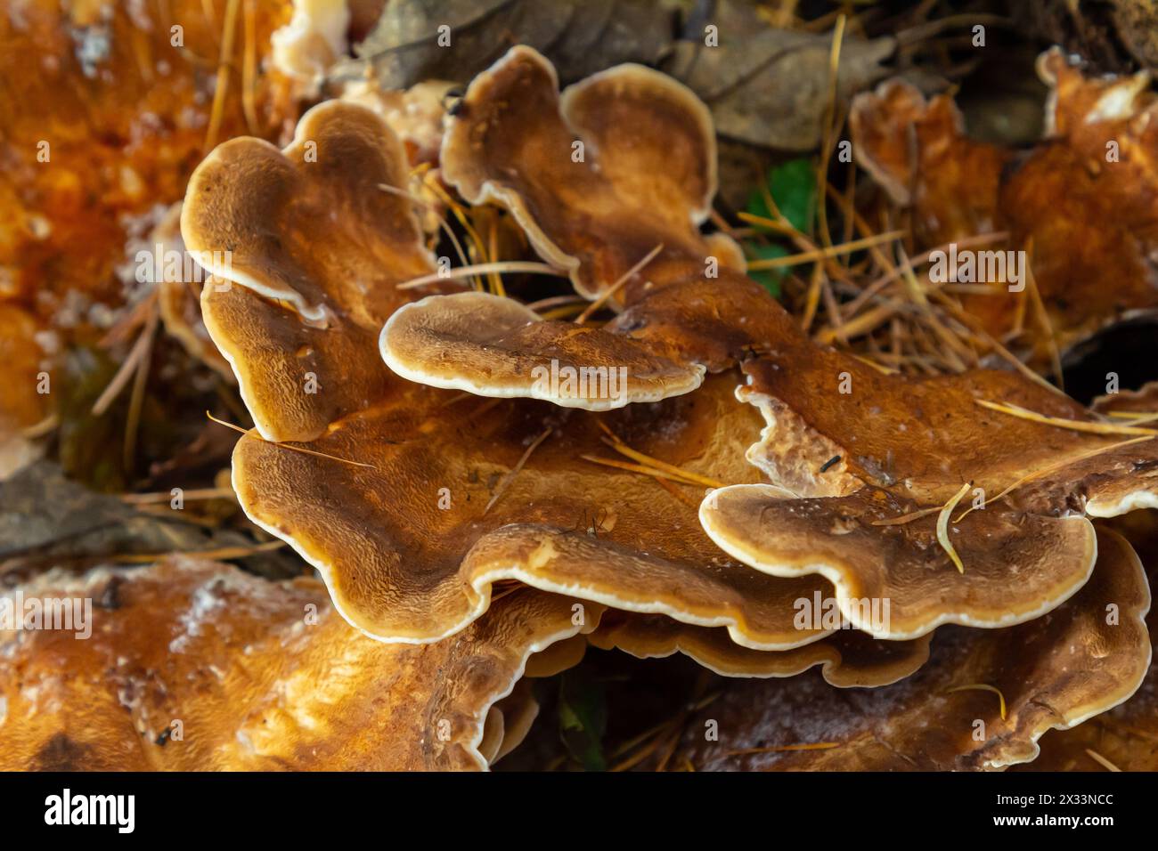 Natural closeup on the Giant Polypore fungus, Meripilus giganteus in ...