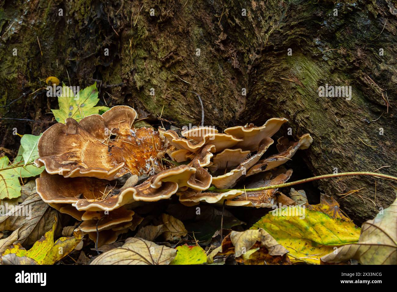 Natural closeup on the Giant Polypore fungus, Meripilus giganteus in ...