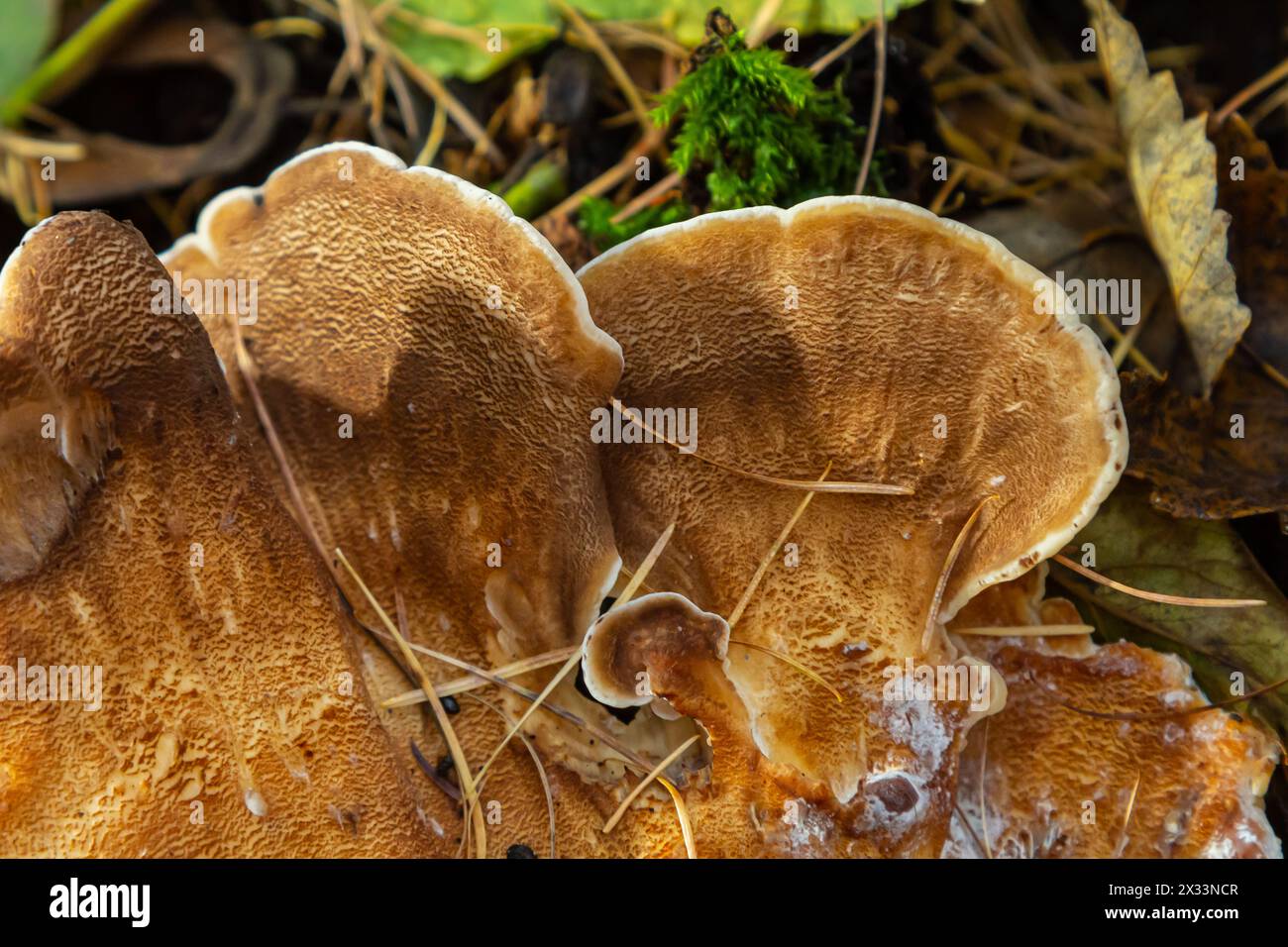 Natural closeup on the Giant Polypore fungus, Meripilus giganteus in ...