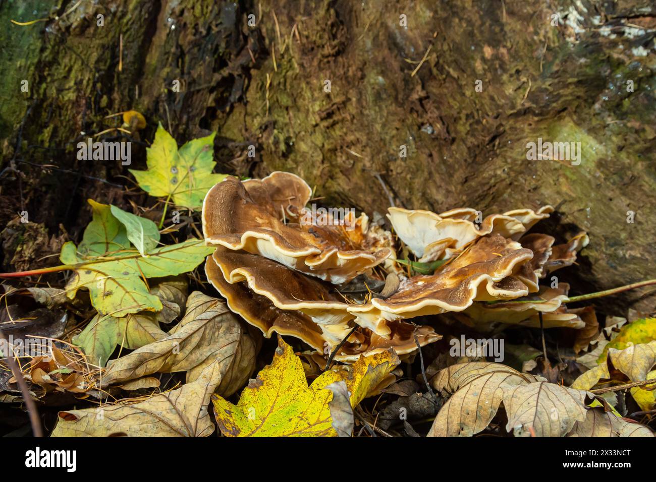 Natural closeup on the Giant Polypore fungus, Meripilus giganteus in ...