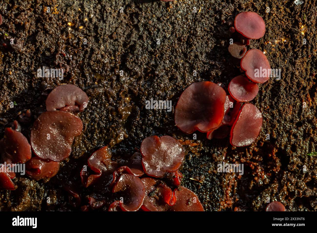 group much fungus on trunk Ascocoryne sarcoides Stock Photo - Alamy