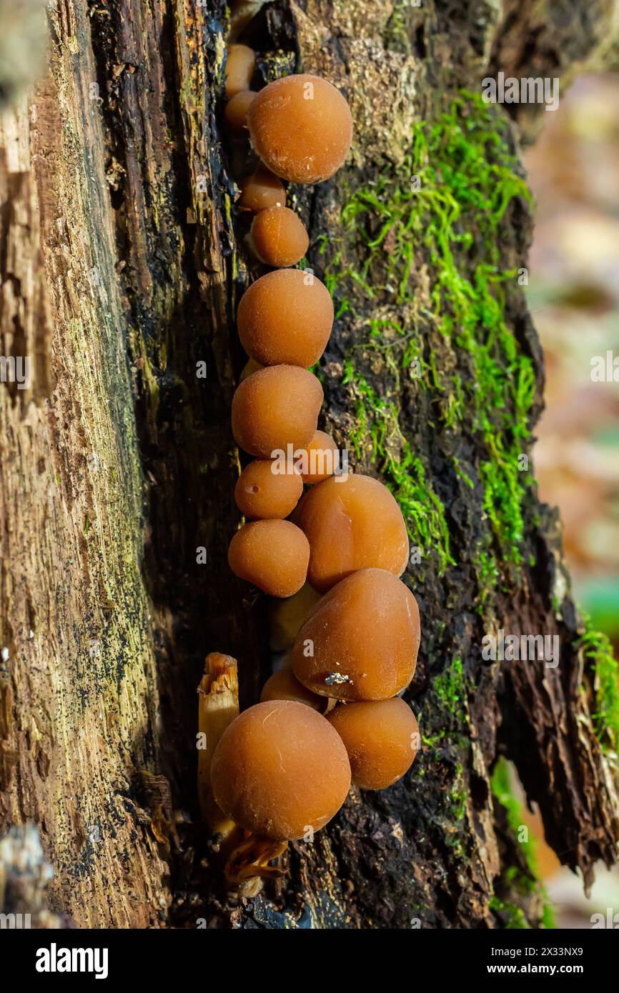 Psathyrella piluliformis Common Stump Brittlestem mushroom reddish ...