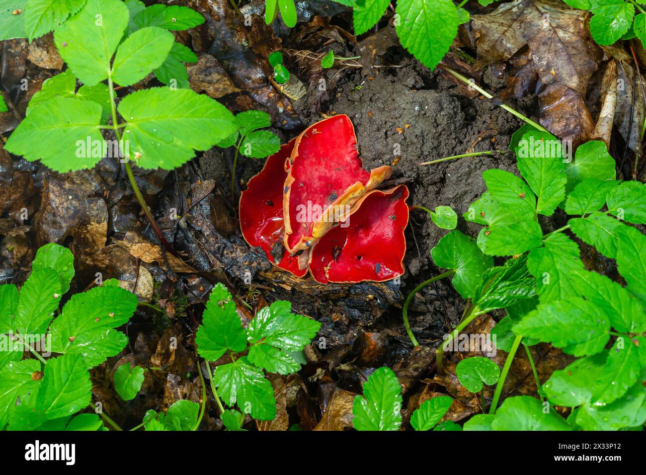 Spring edible red mushrooms Sarcoscypha grow in forest. close up ...