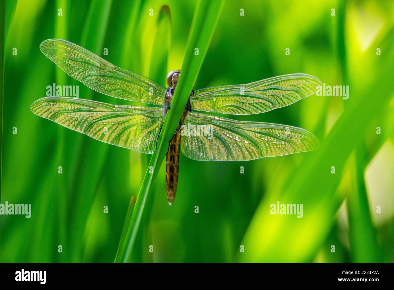 A female blue dasher dragonfly rests on a reed Stock Photo - Alamy