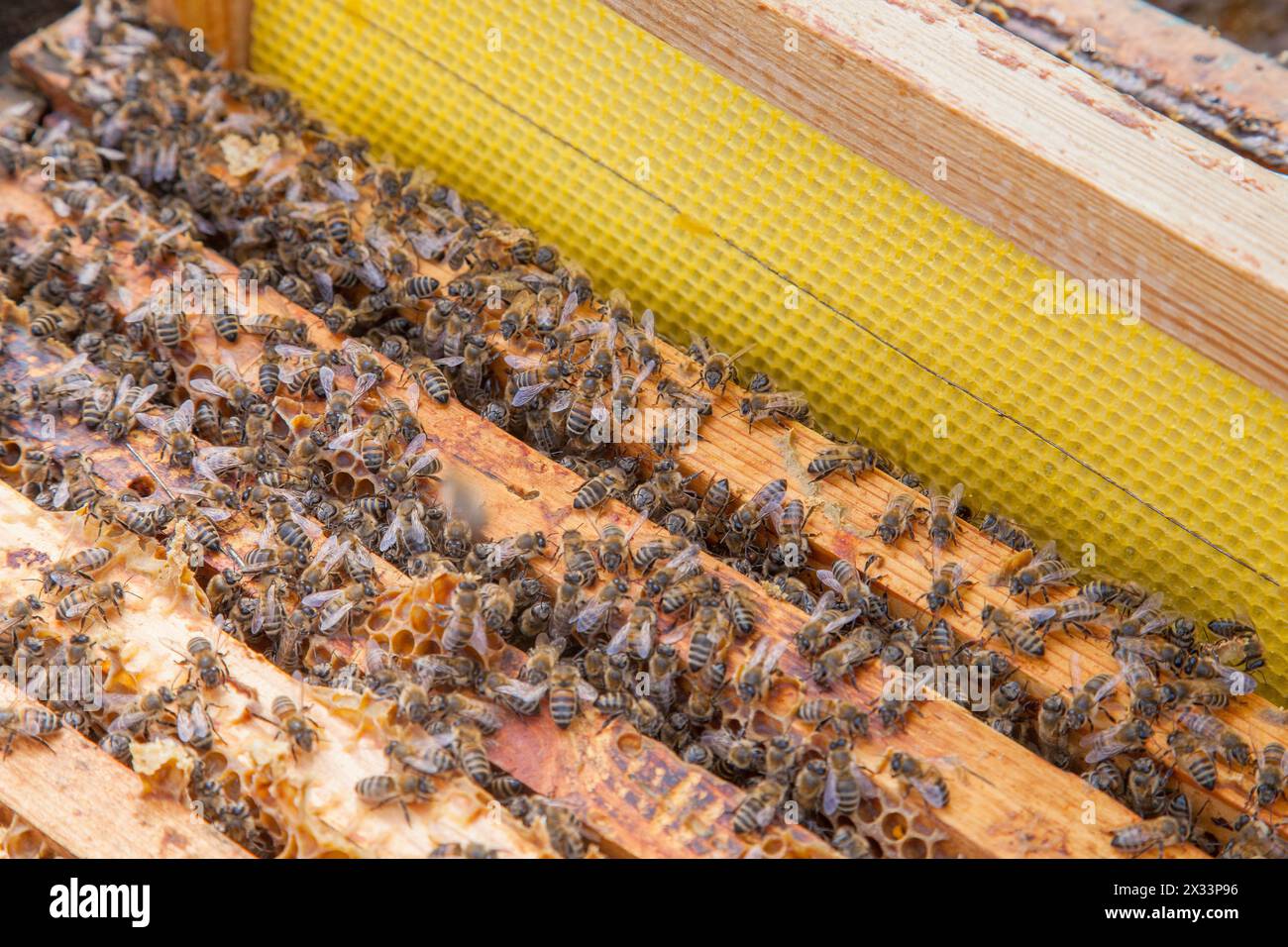 Frames of a beehive. Close up view of the opened hive body showing the ...