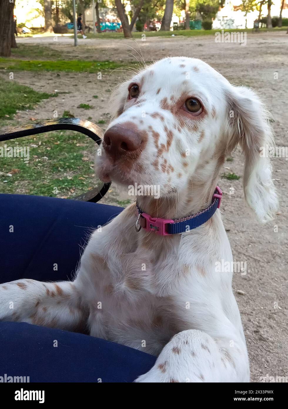 A white spotted Irish Setter puppy looks attentive in a park Stock ...