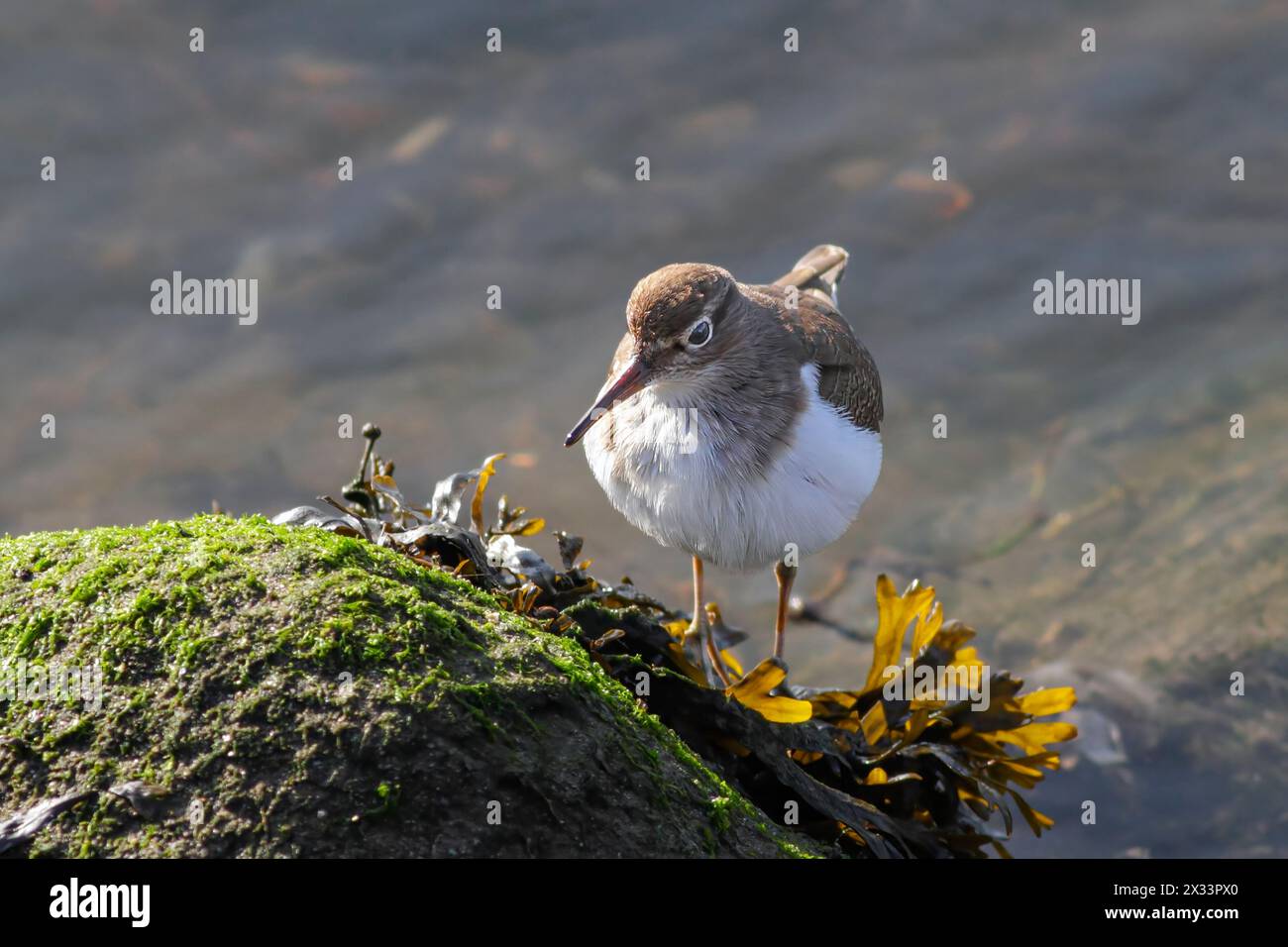 Common Sandpiper looking for food in river Douro, Portugal Stock Photo ...