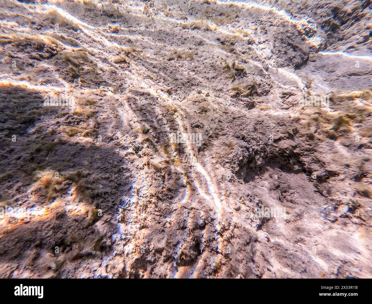 Close up view of Panther flounder fish known as Bothus pantherinus ...