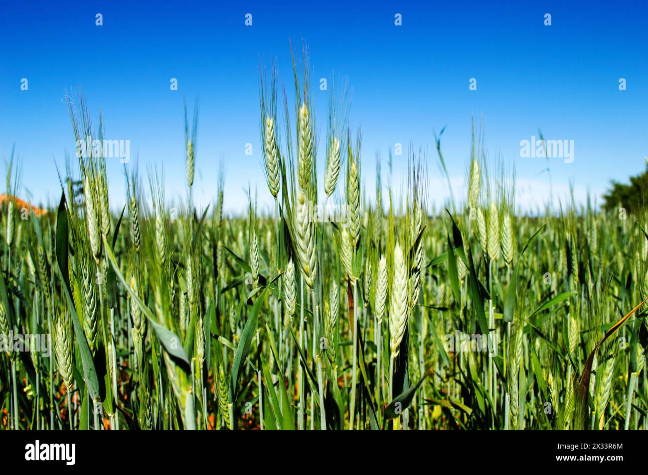 Green wheat or barley, ripening crop Stock Photo - Alamy
