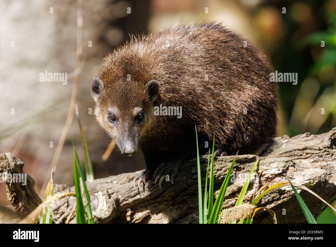 Mongoose in forest hi-res stock photography and images - Alamy