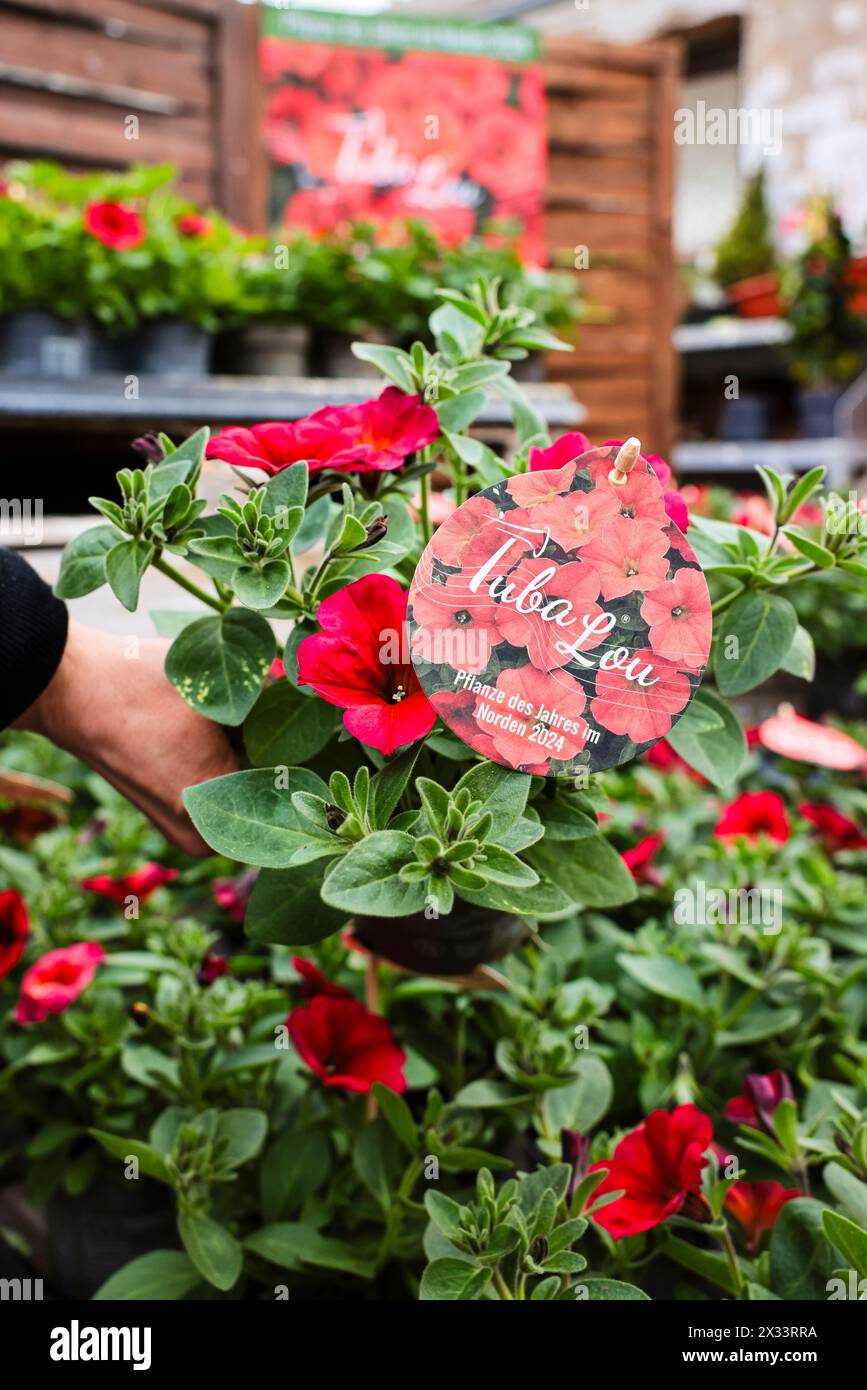 Kiel, Germany. 24th Apr, 2024. An employee of the Rumpf nursery in Kiel ...