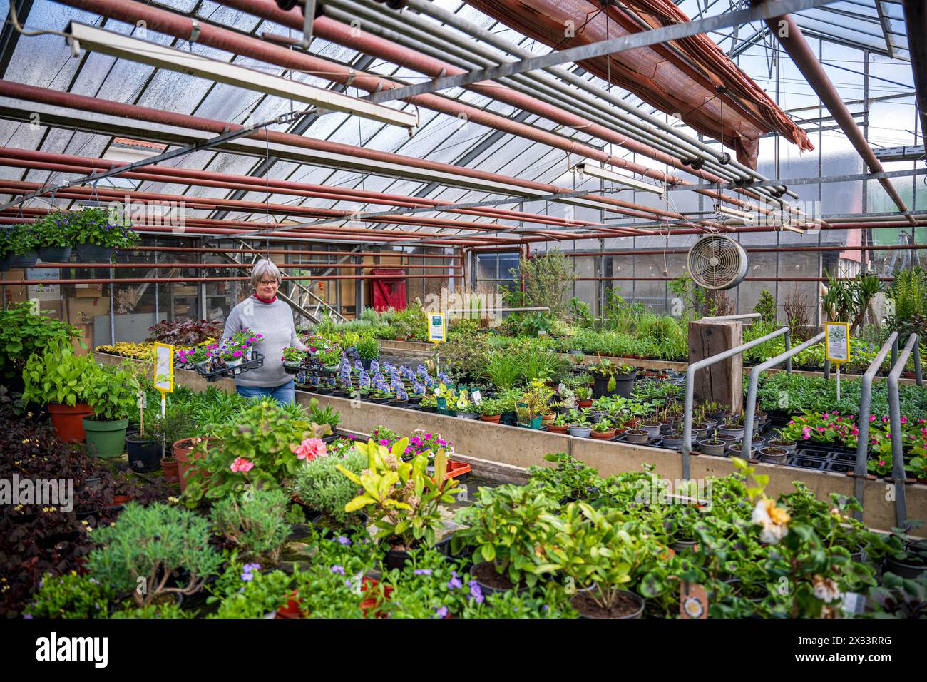 Bremerhaven, Germany. 24th Apr, 2024. The greenhouse at the Rieger ...