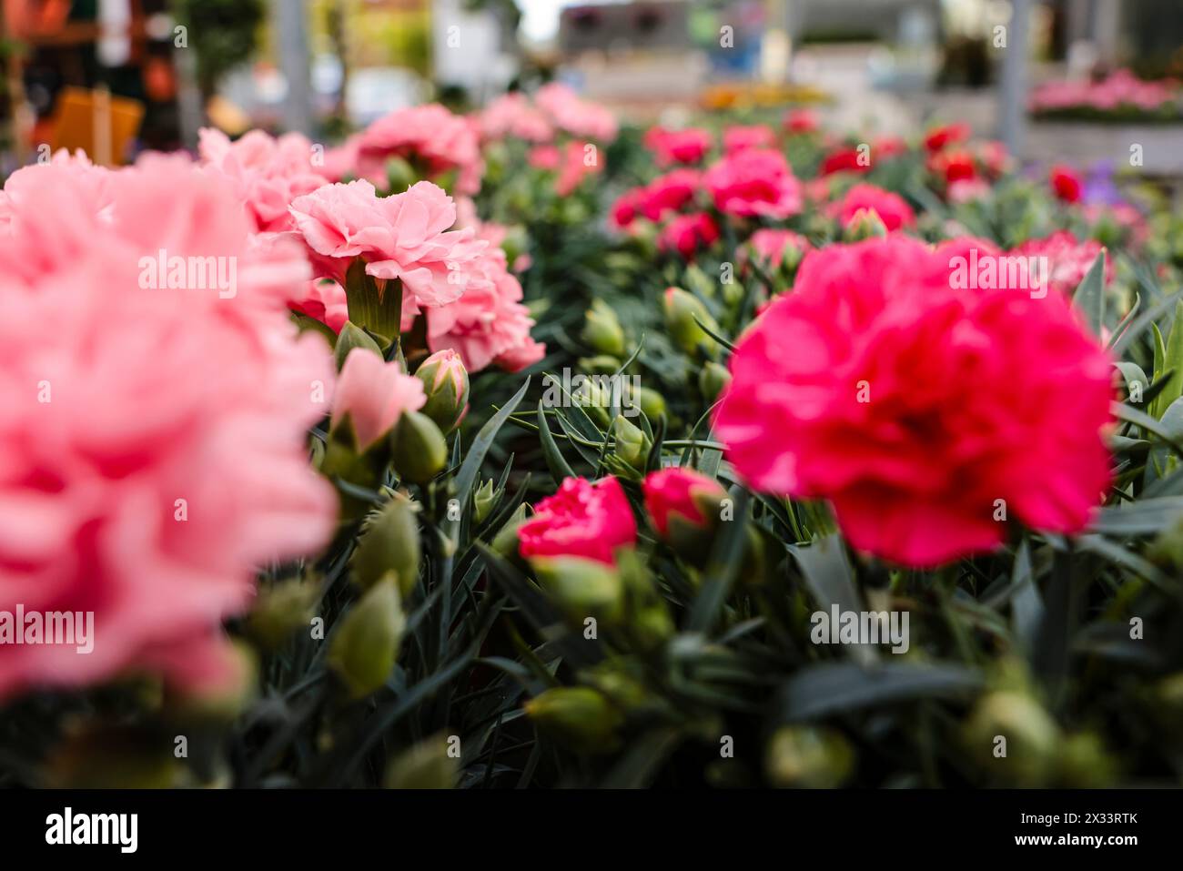Kiel, Germany. 24th Apr, 2024. "Carnelia" garden carnations are for ...