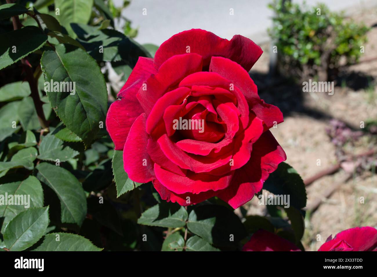 Pasion de jardin hi-res stock photography and images - Alamy