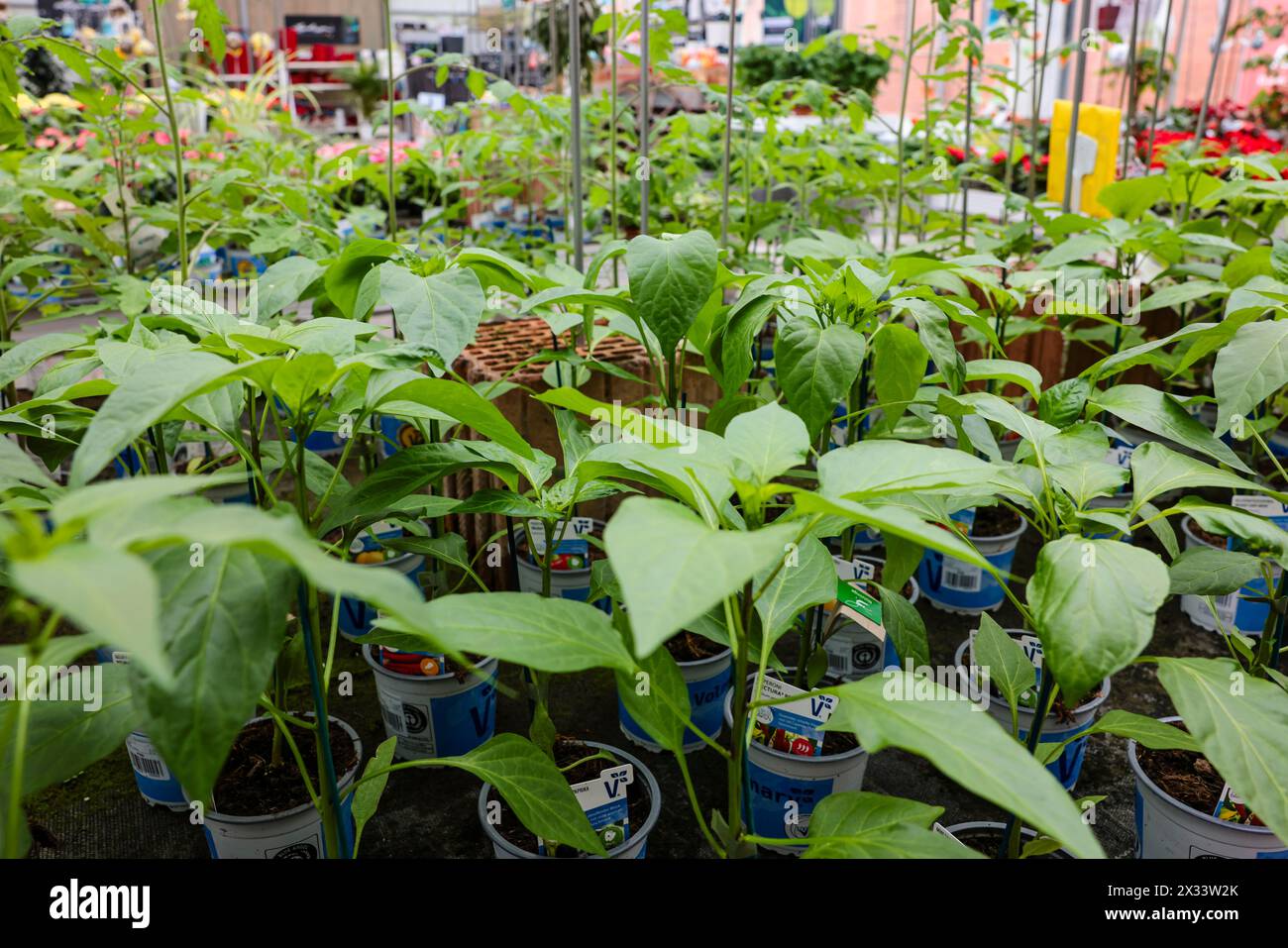 PRODUCTION - 24 April 2024, Schleswig-Holstein, Kiel: Paprika plants ...