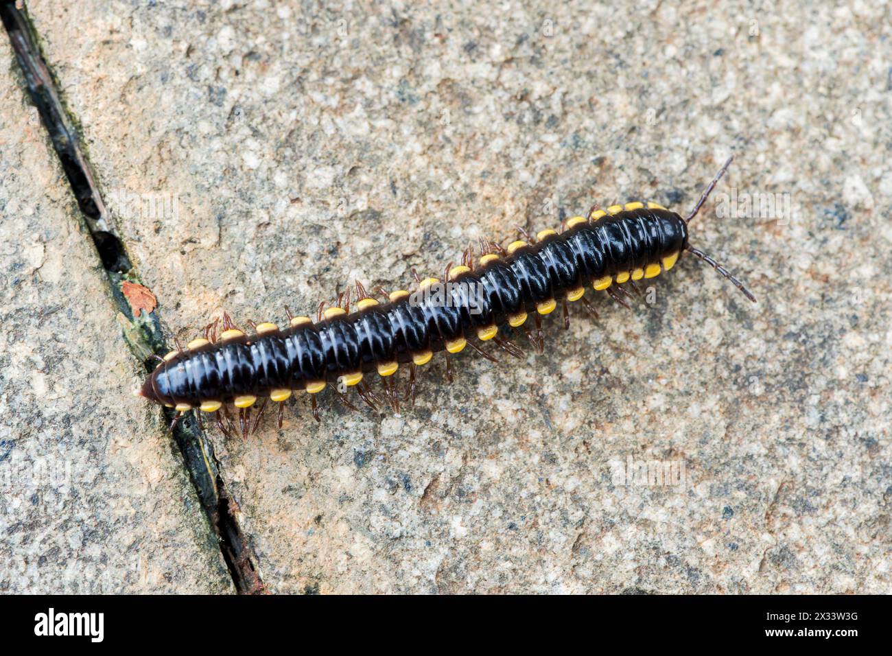 millipede, Anoplodesmus saussurii, sinngle adult walking on ground ...