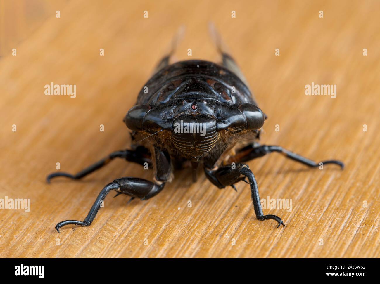 cicada species, resting on floor, Bali, Indonesia Stock Photo - Alamy