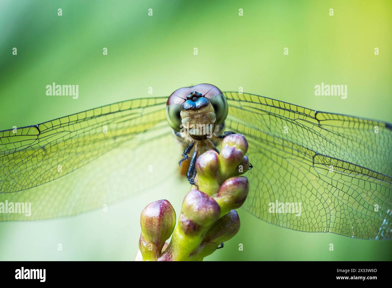 adult dragonfly, odonata, single specimen at rest, Bogor, Jakarta Stock ...