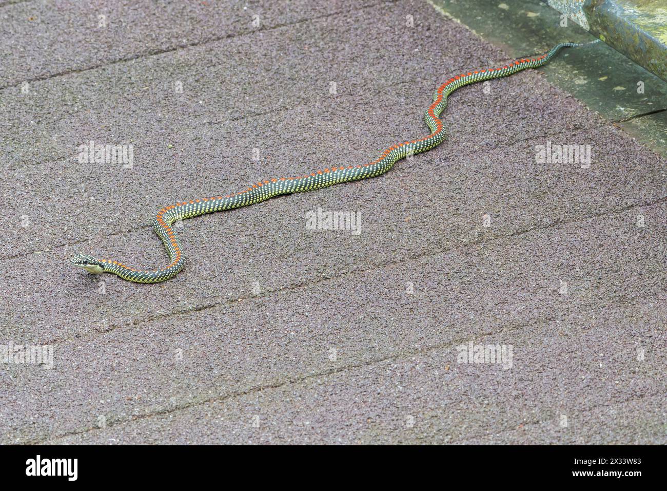 paradise flying snake or paradise tree snake, Chrysopelea paradisi ...