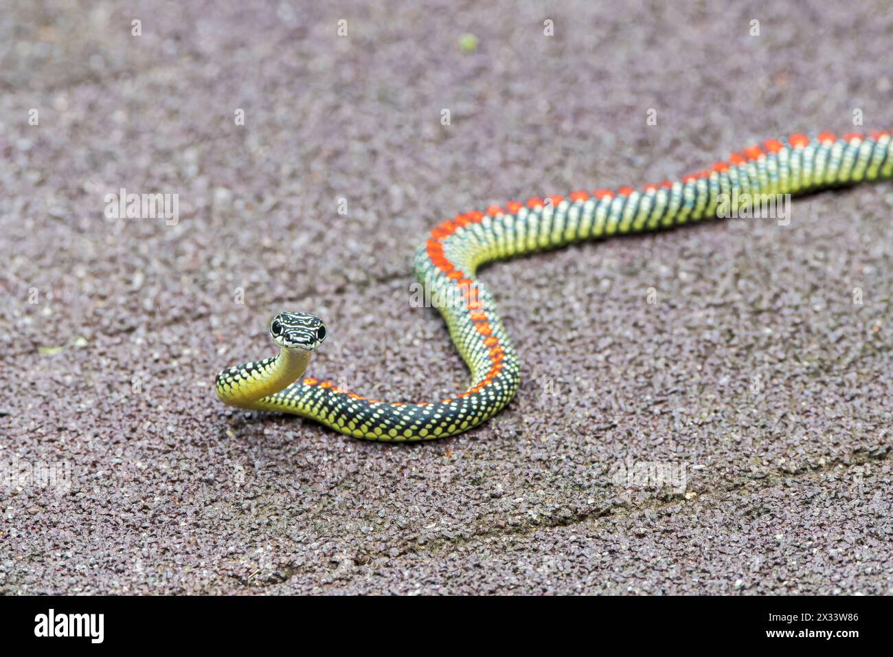 paradise flying snake or paradise tree snake, Chrysopelea paradisi ...