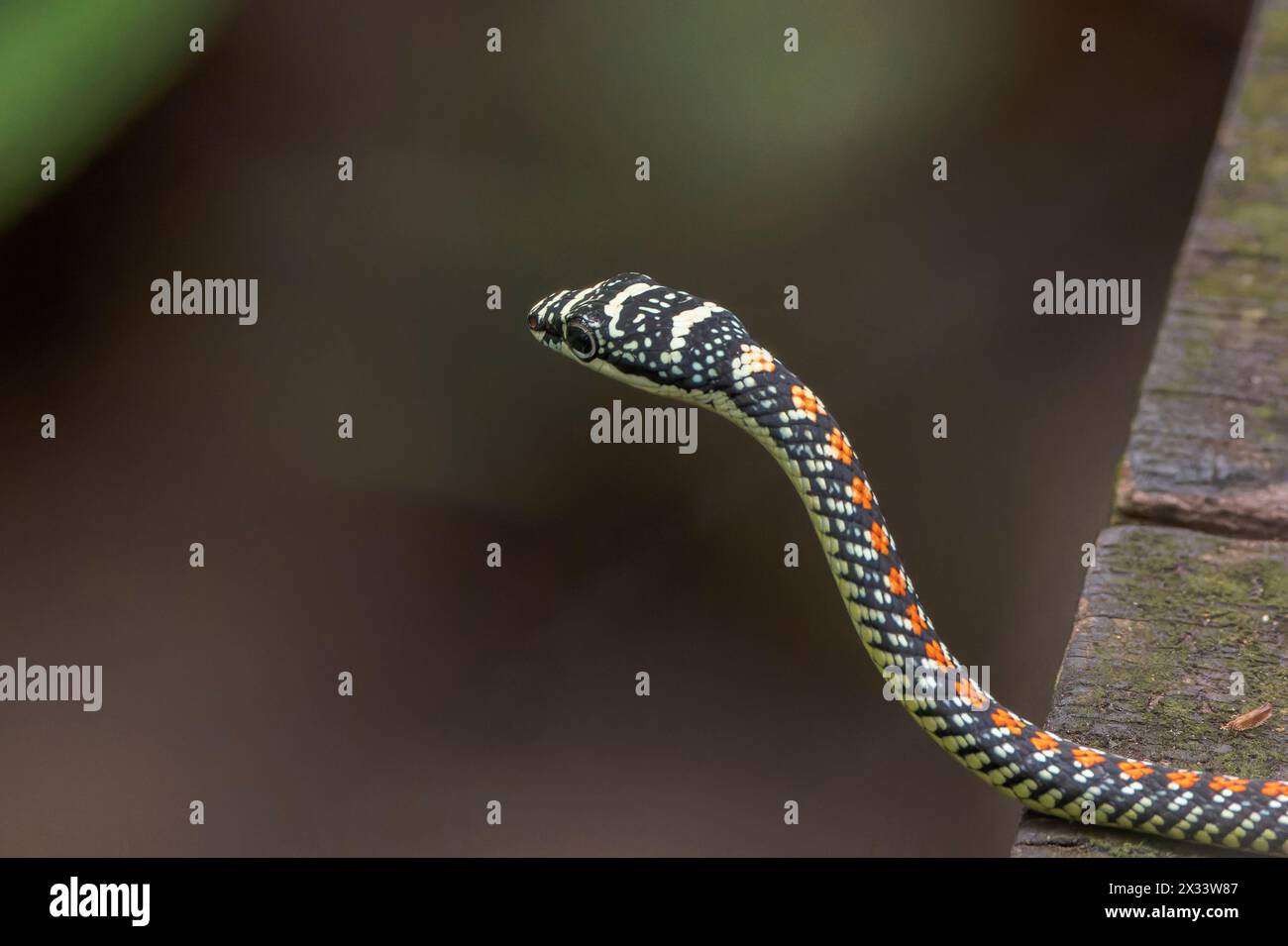 paradise flying snake or paradise tree snake, Chrysopelea paradisi ...