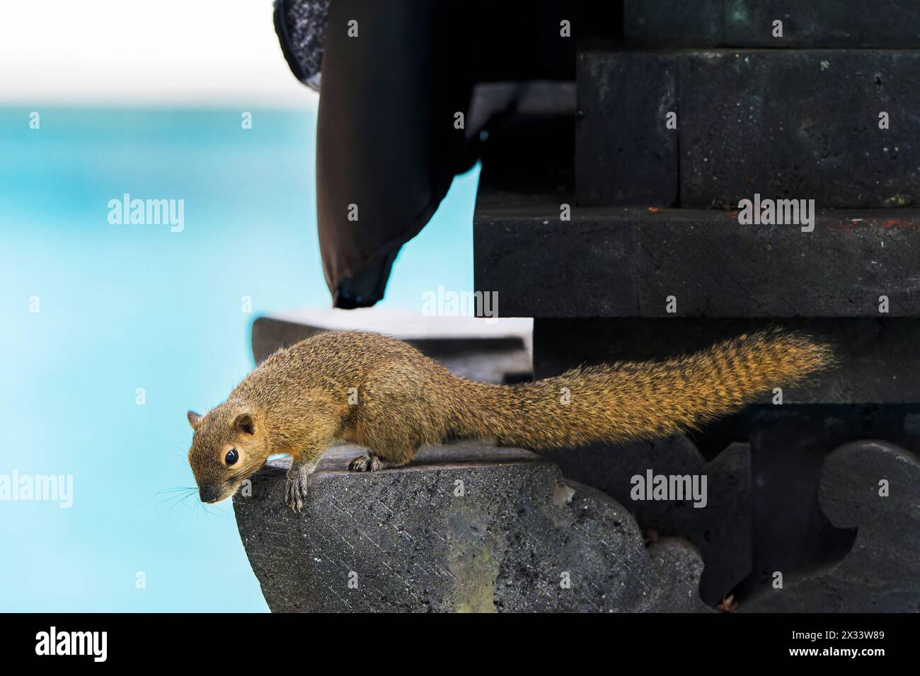 plantain squirrel or tricoloured squirrel or oriental squirrel ...
