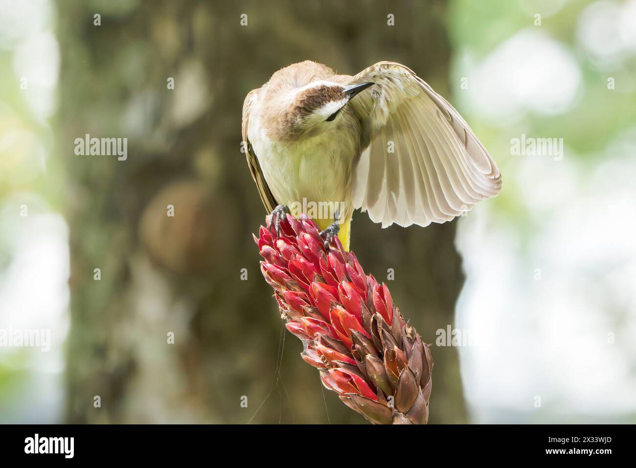 yellow-vented bulbul, Pycnonotus goiavier, single adult perched on ...