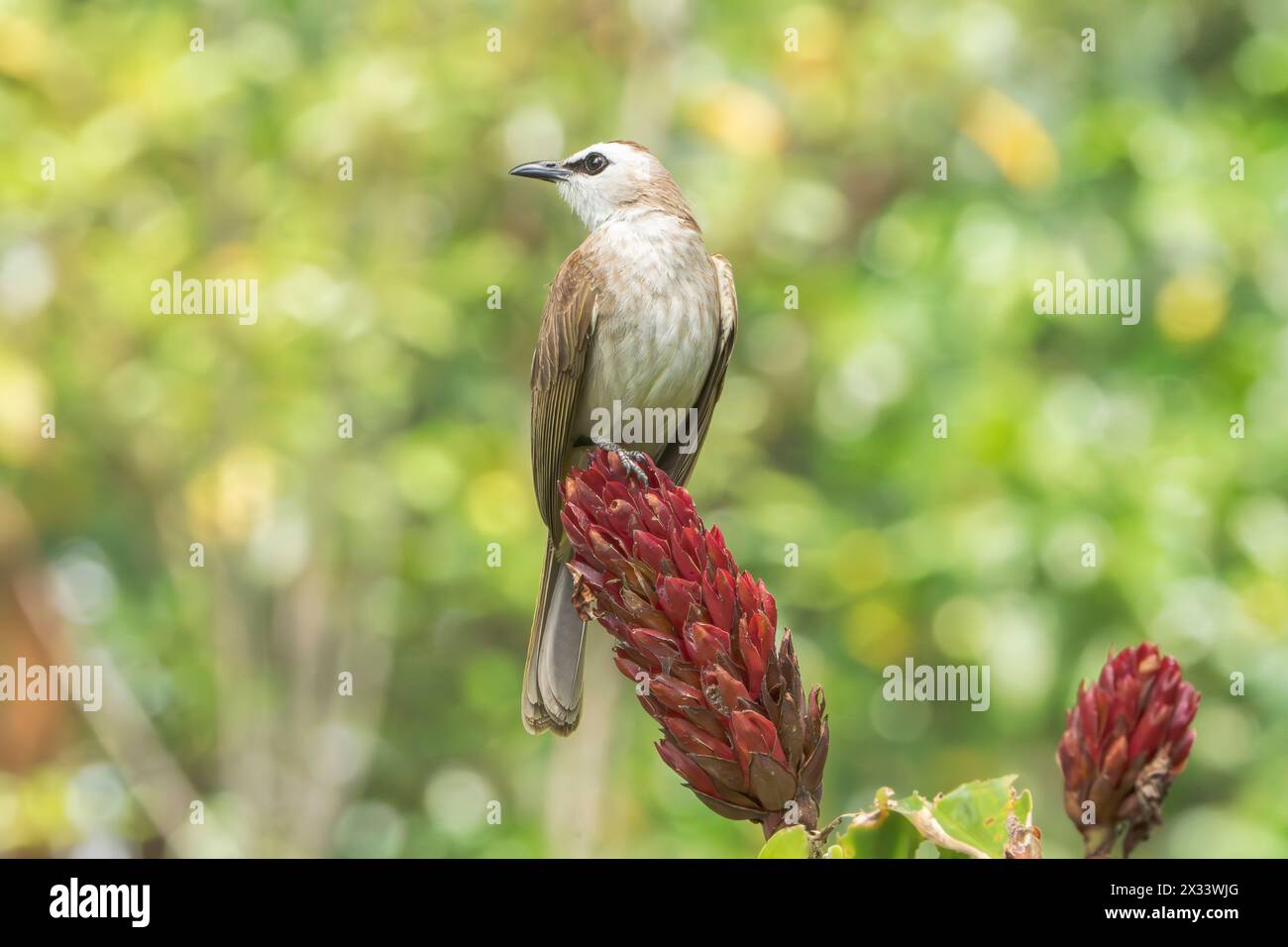 yellow-vented bulbul, Pycnonotus goiavier, single adult perched on ...