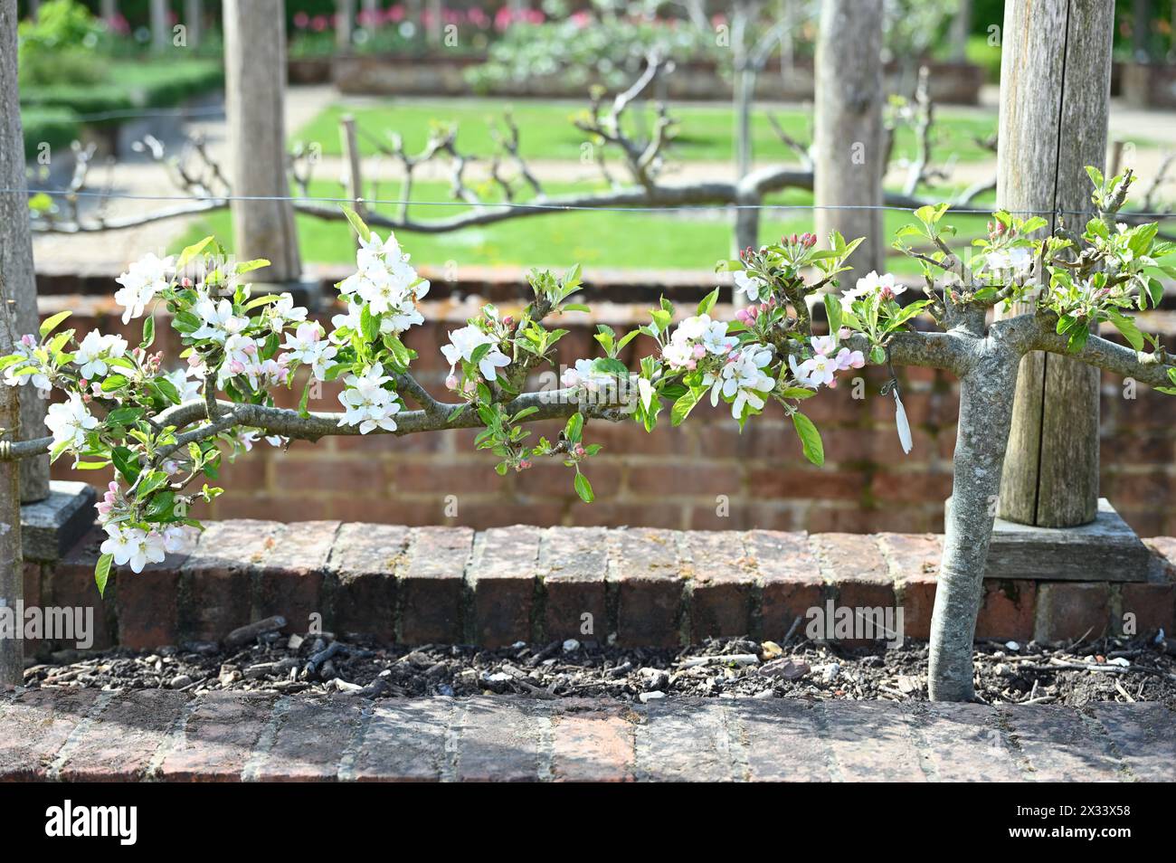 Adamss pearmain hi-res stock photography and images - Alamy