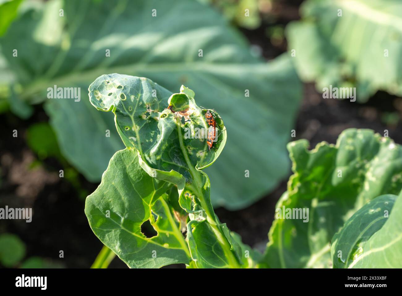 Garden pests infesting and damaging cauliflower leaves indicating ...