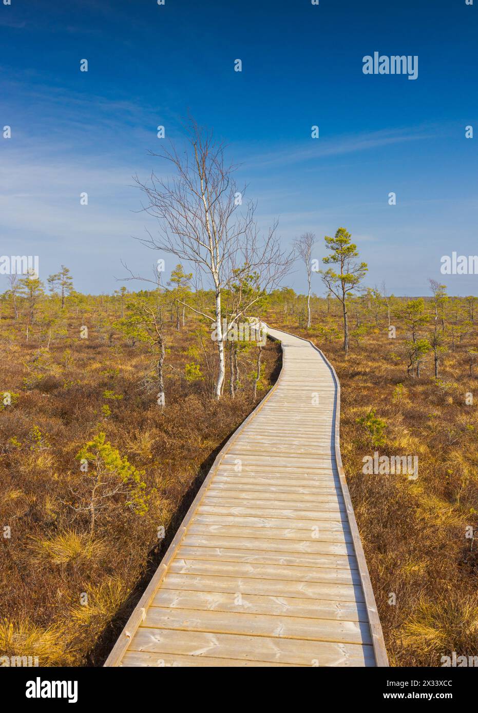 Viru Bog Viru Raba peat swamp, Estonia Stock Photo - Alamy