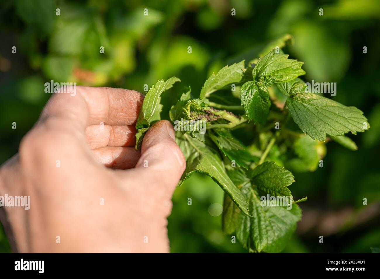 Garden pests identification hi-res stock photography and images - Alamy