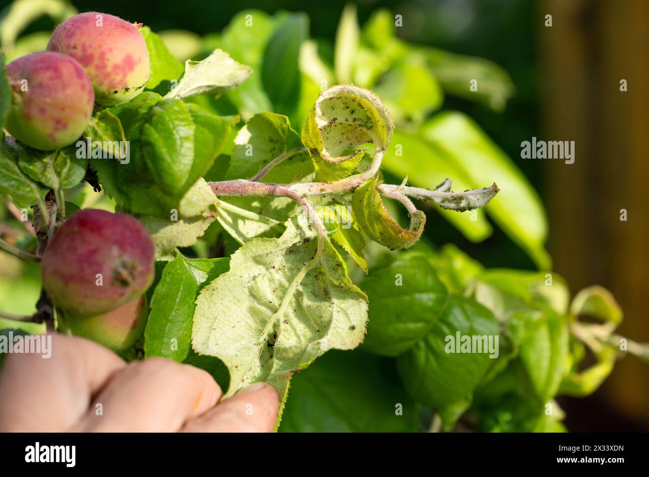 Life cycle of apple tree hi-res stock photography and images - Alamy