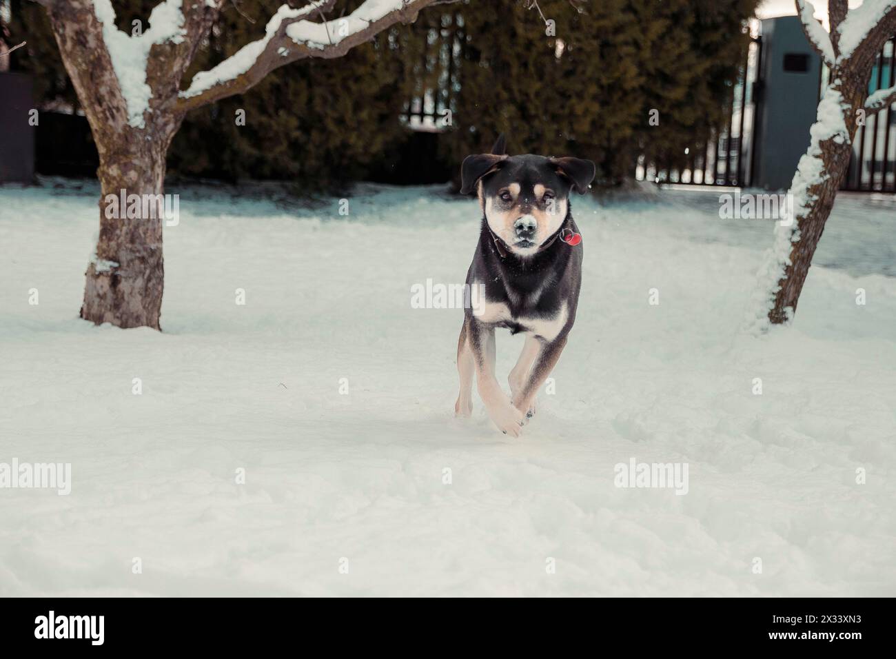 Happy dog, crossed husky and Hungarian Short-haired Pointing Dog ...