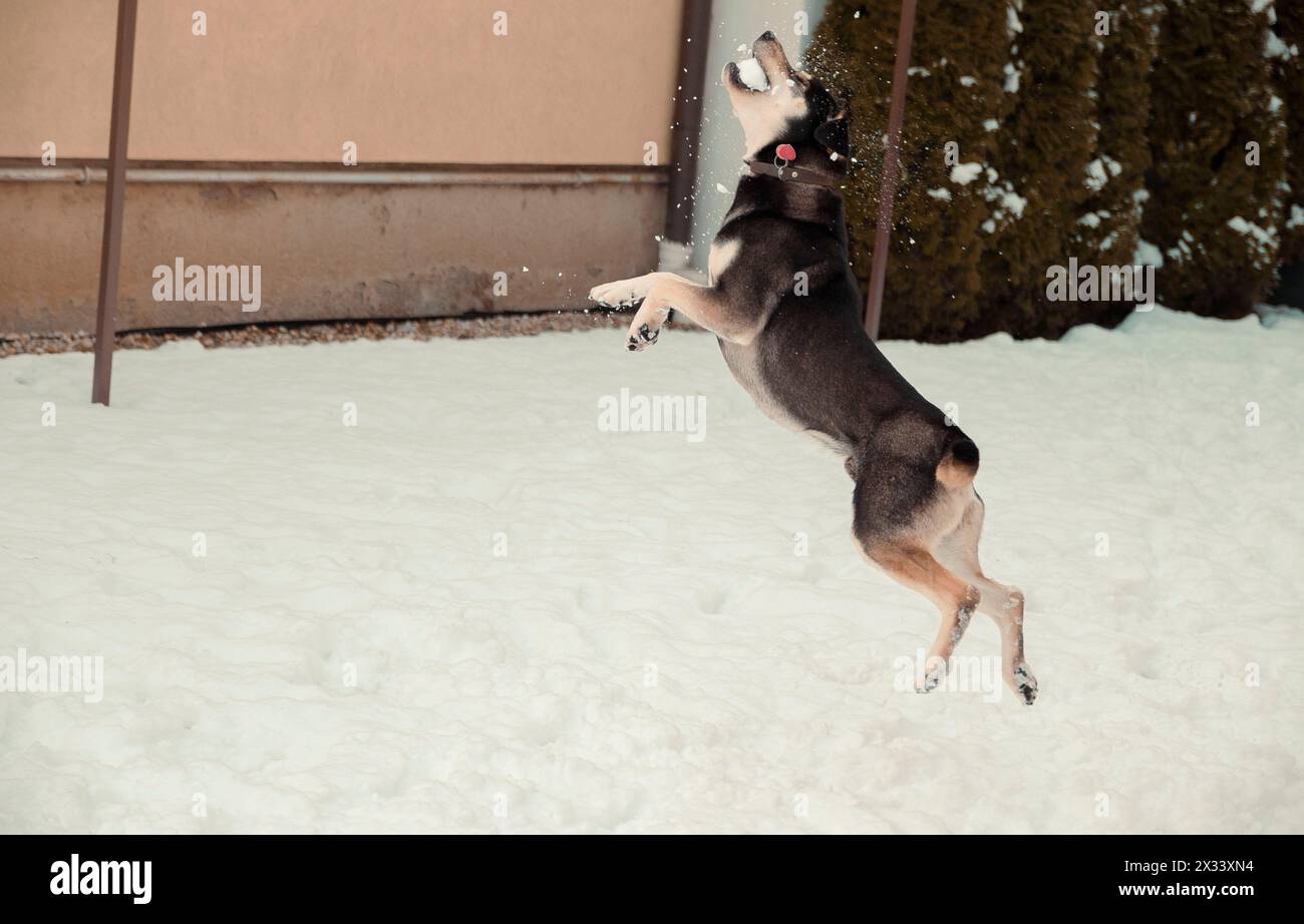 Happy dog, crossed husky and Hungarian Short-haired Pointing Dog ...
