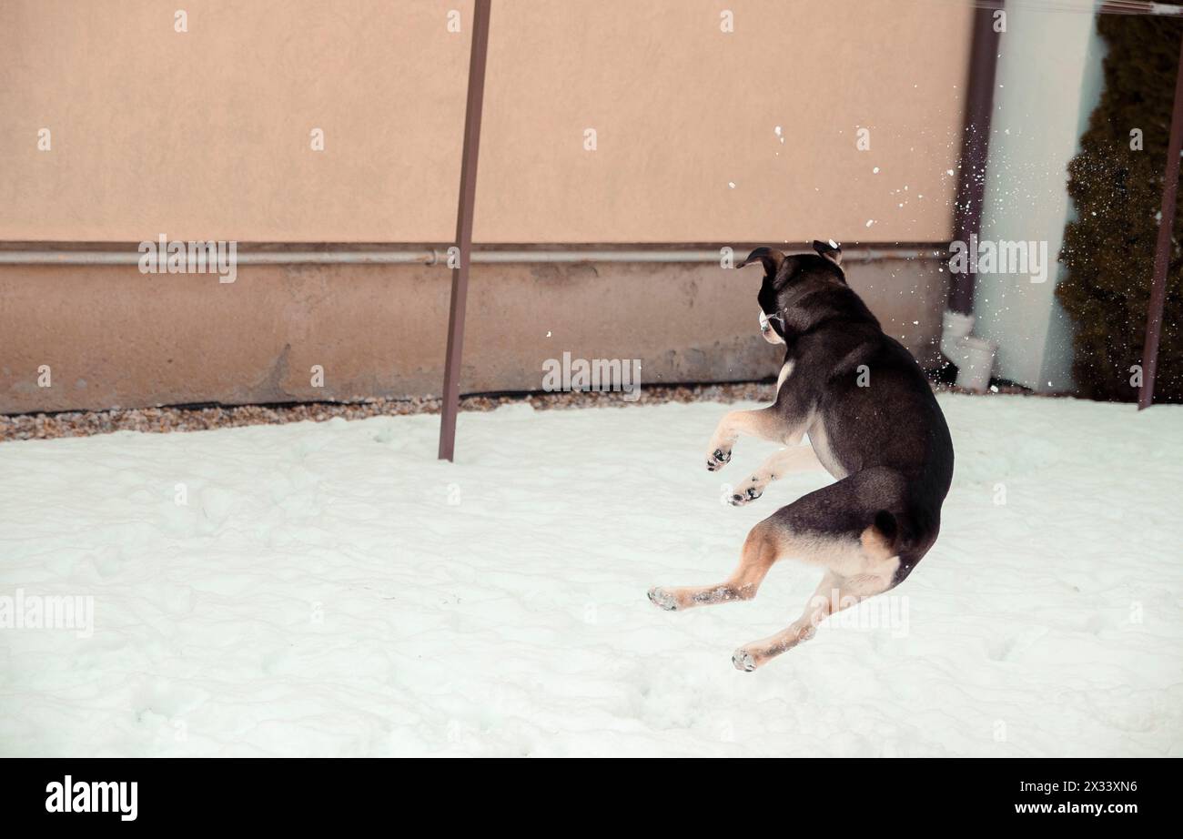Happy dog, crossed husky and Hungarian Short-haired Pointing Dog ...