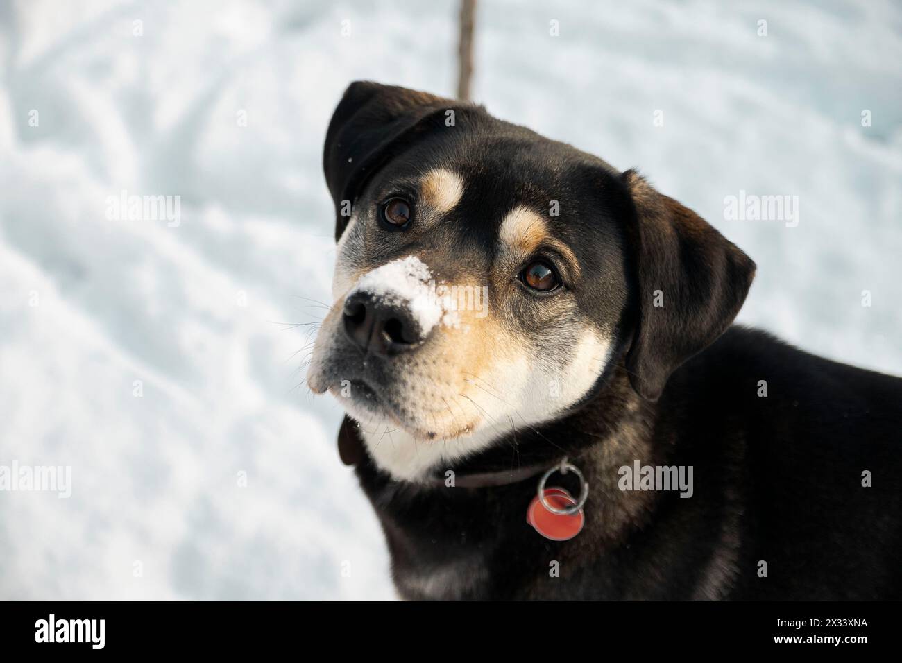 Happy dog, crossed husky and Hungarian Short-haired Pointing Dog ...
