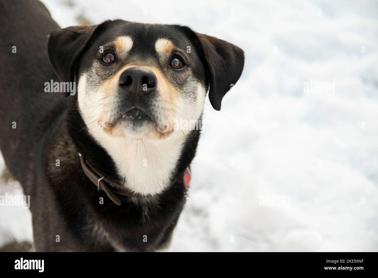 Happy dog, crossed husky and Hungarian Short-haired Pointing Dog ...