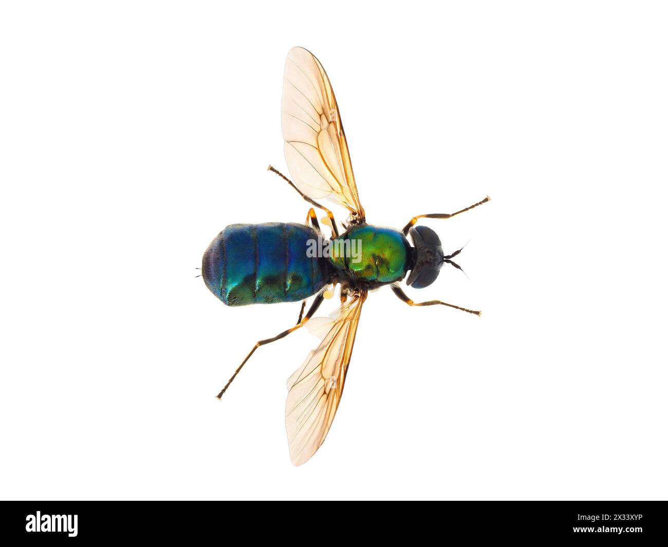 Broad Centurion fly isolated on white background, Chloromyia formosa ...