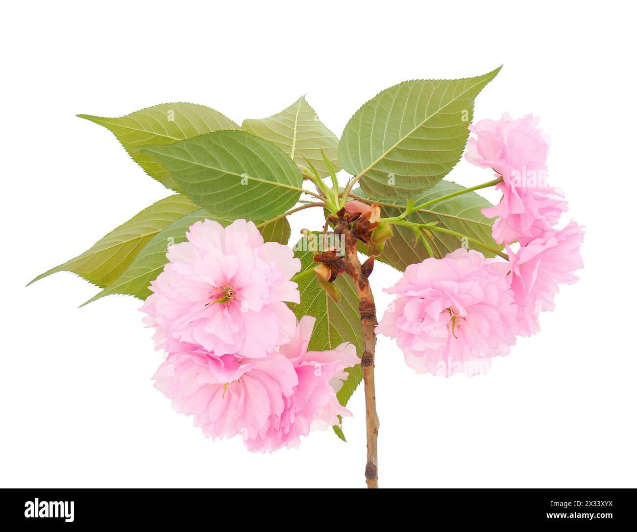 Japanese flowering cherry kanzan Cut Out Stock Images & Pictures - Alamy