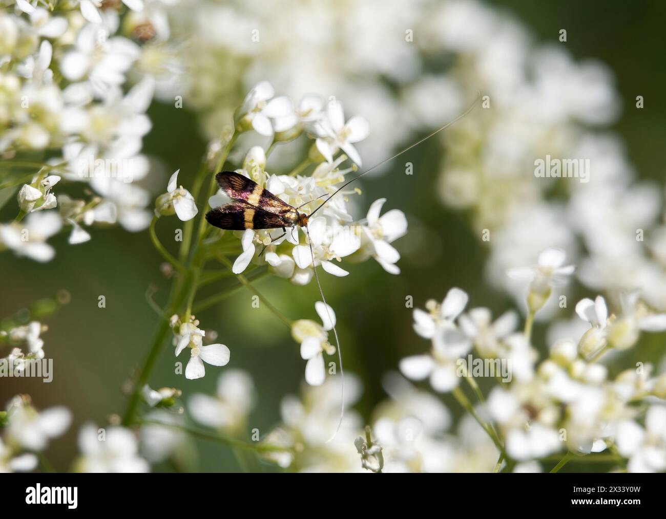 Longhorn moth, yellow-barred long-horn, Coquille d'or, Adela degeerella ...