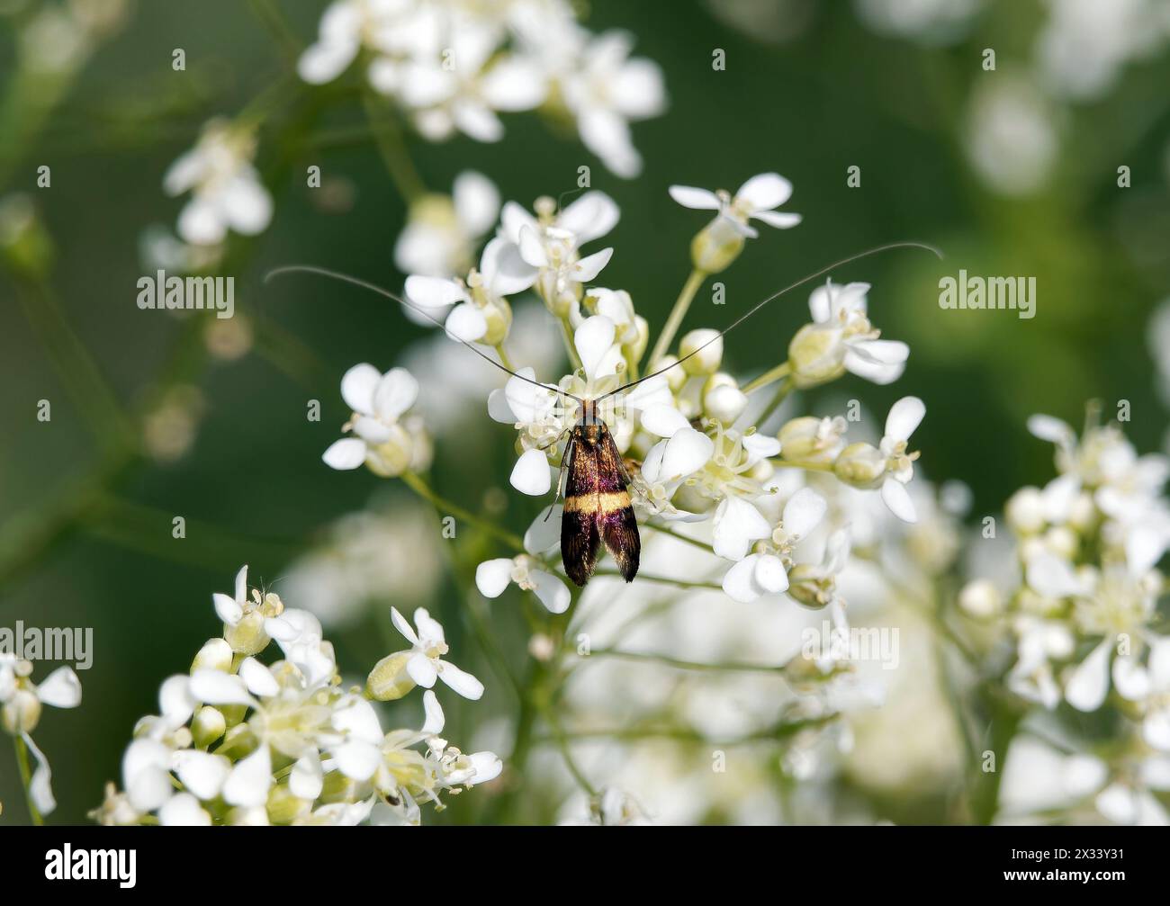 Longhorn moth, yellow-barred long-horn, Coquille d'or, Adela degeerella ...