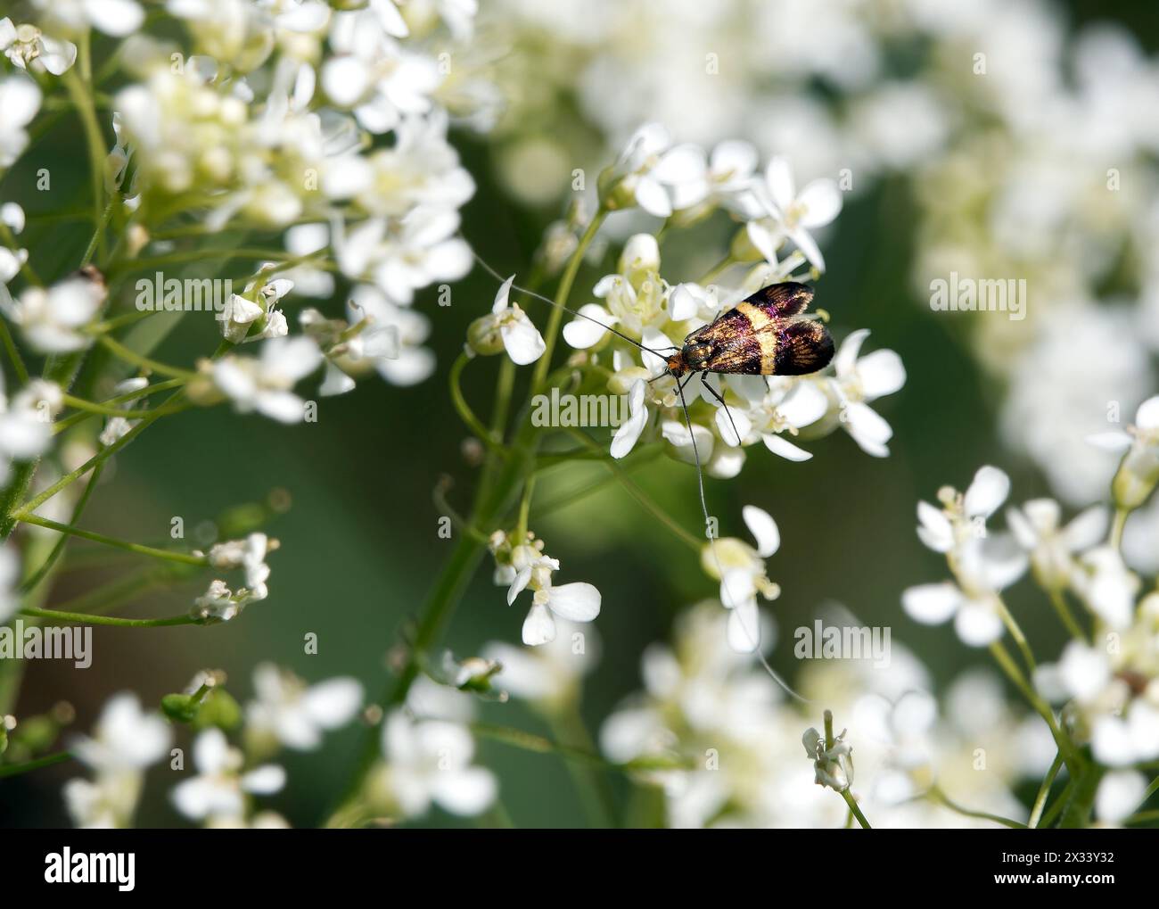 Longhorn moth, yellow-barred long-horn, Coquille d'or, Adela degeerella ...