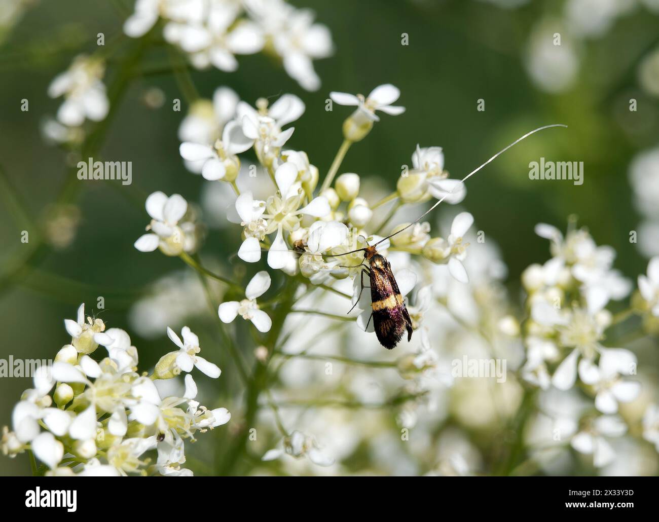 Longhorn moth, yellow-barred long-horn, Coquille d'or, Adela degeerella ...