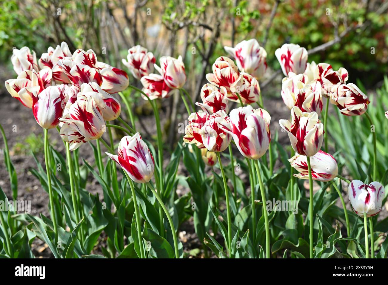 Red and white striped spring flowers of Triumph tulip Grand Perfection ...