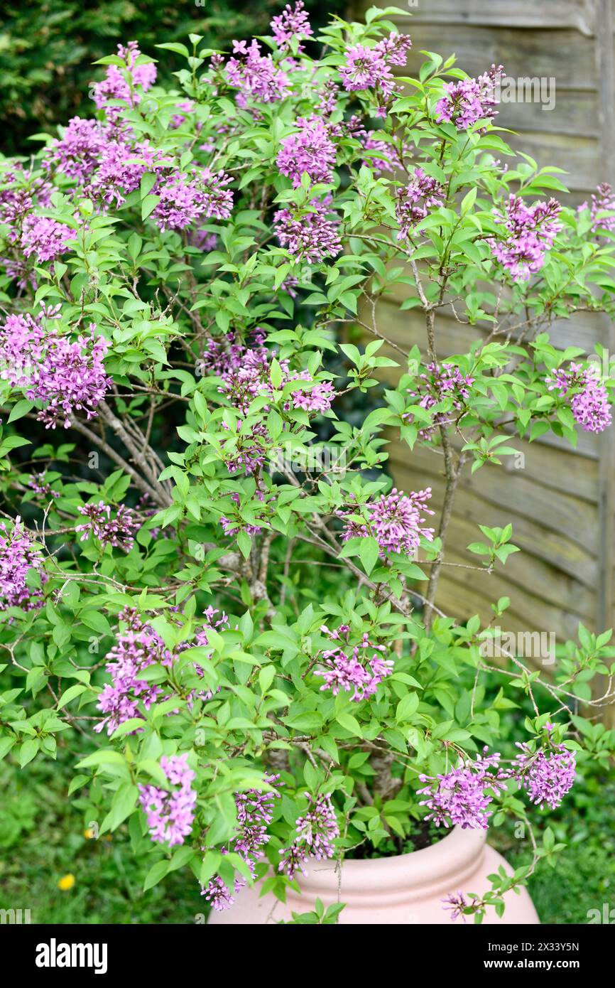 Syringa vulgaris lilac pot hi-res stock photography and images - Alamy