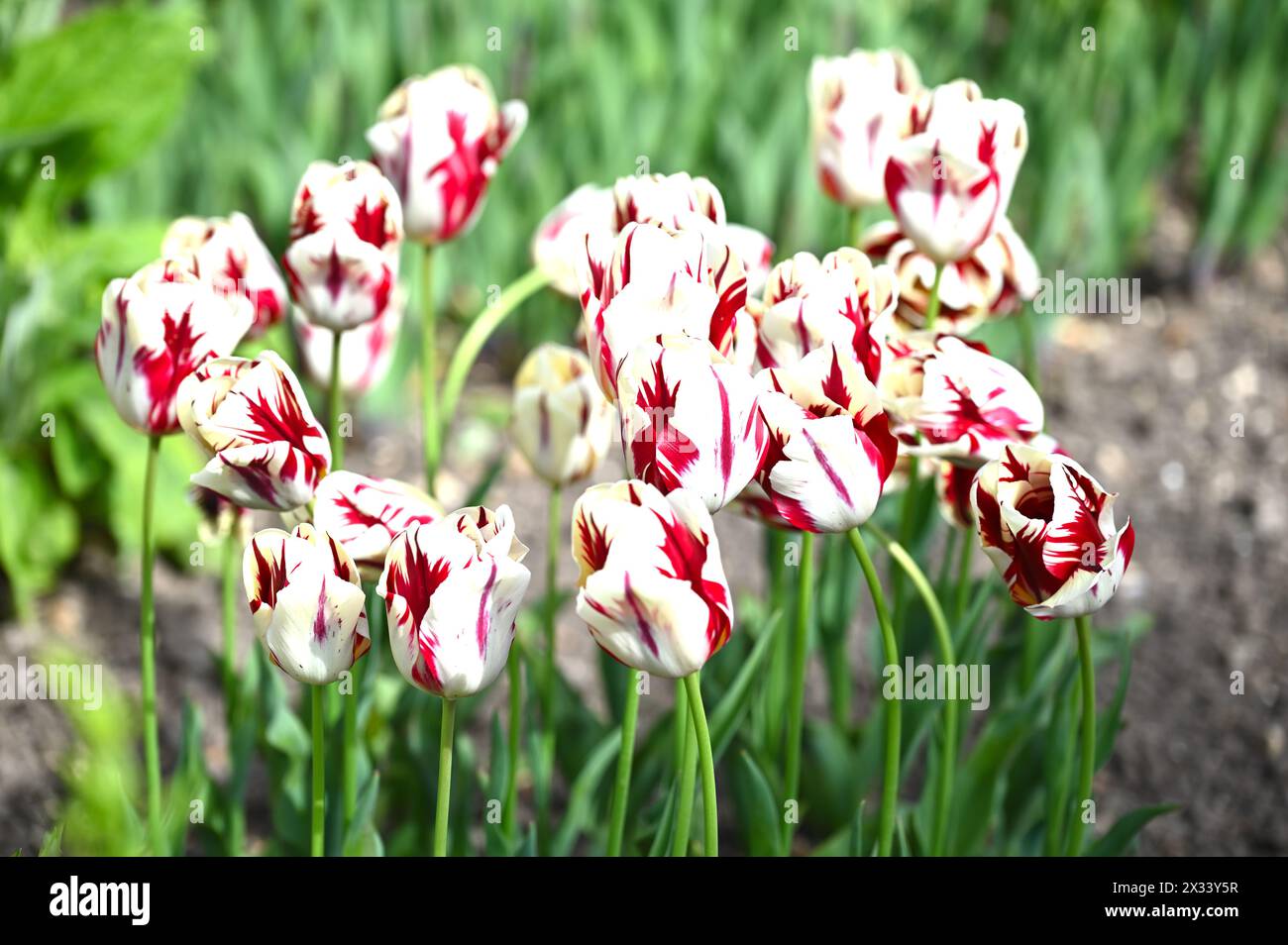 Red and white striped spring flowers of Triumph tulip Grand Perfection in UK garden April Stock ...
