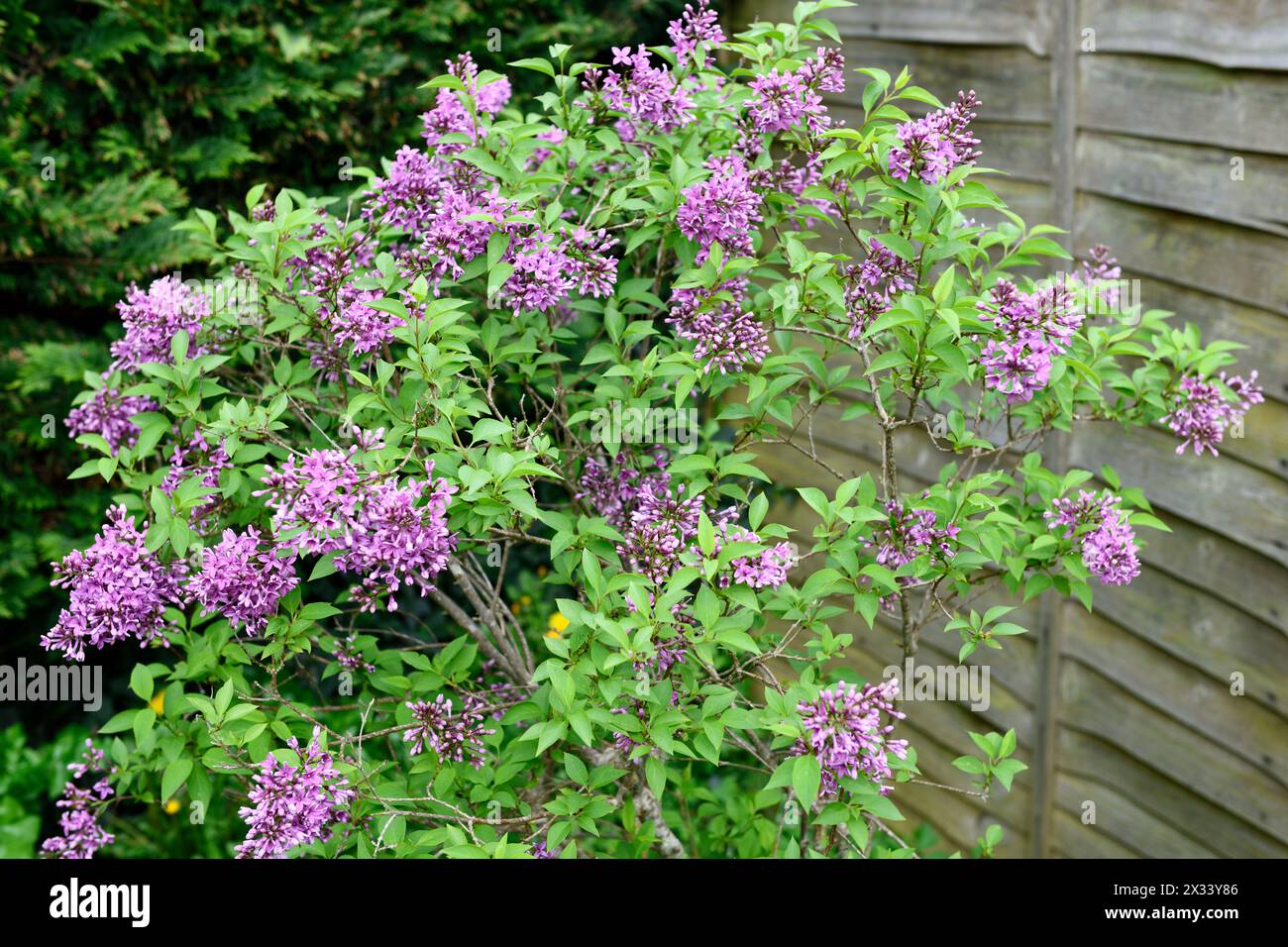 Lilac Bush (Syringa vulgaris) growing in a Large Pot Chard Somerset ...