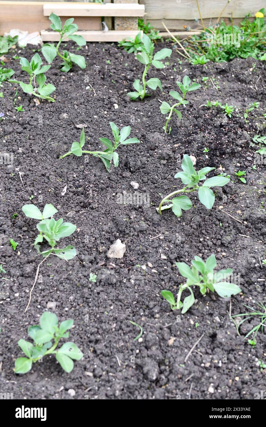 Planting Broad Beans (Vicia faba) in the Garden separating the plants ...